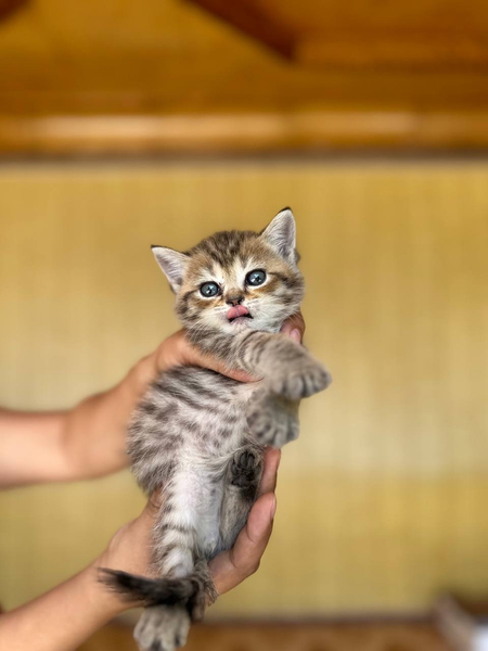 Котята шиншиллы мальчик и девочка страйт