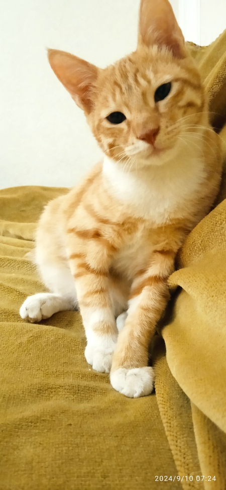 Котёнок бенгальский