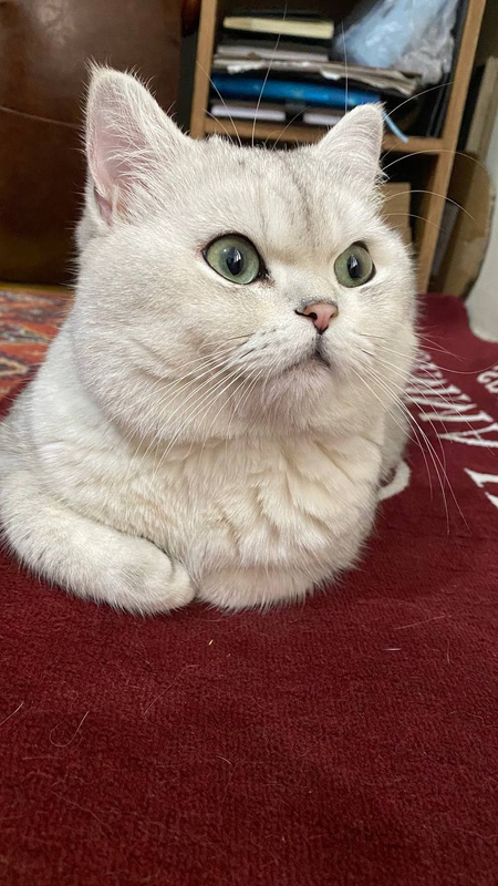 На вязку. Британский