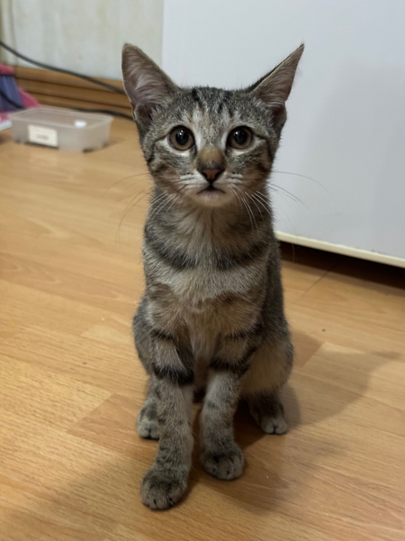 Котенок даром в добрые руки