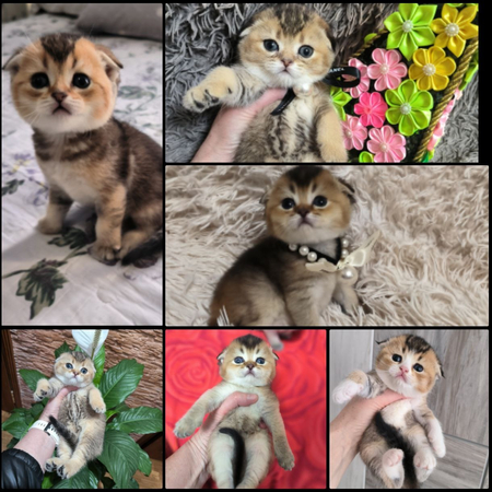 Продаются маленькие милые создания