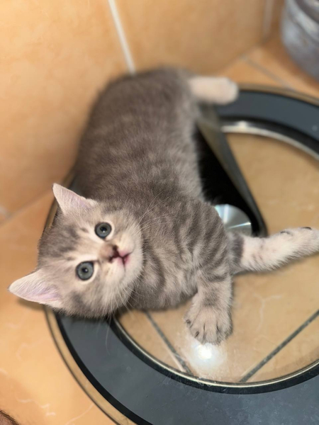 Продам Котят Скотиш фолд
