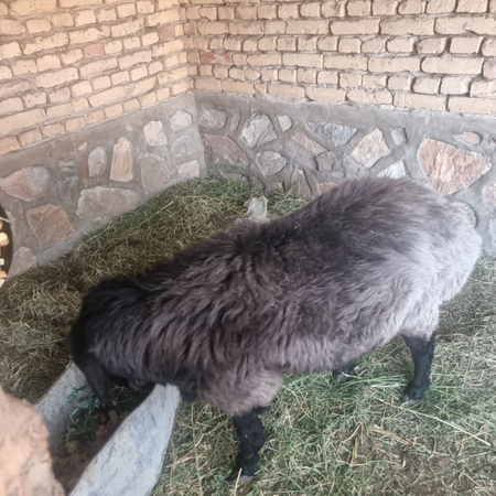 Qochqor sotiladi