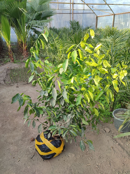 Lemon koʻchatlar