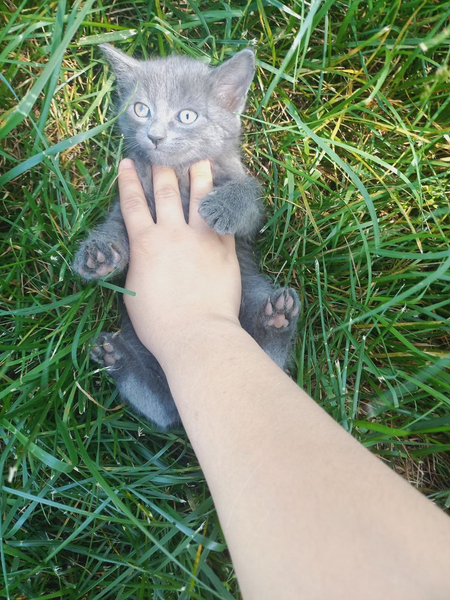 Скотиш страйт котёнки 1.5месячные
