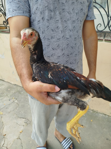 Dakan jojala sotiladi