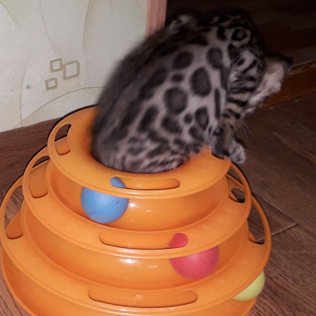 Бенгальские котята