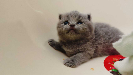 Scottish Fold кошка продается