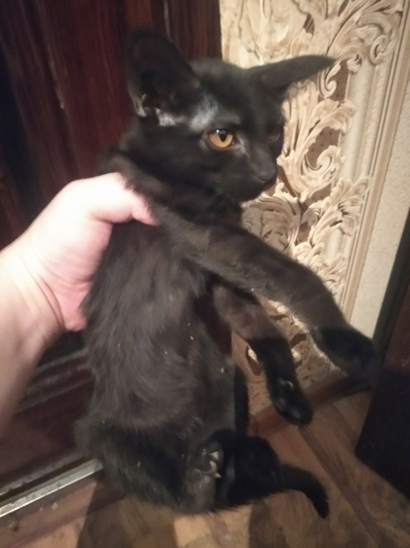 Котёнок приученный к туалету