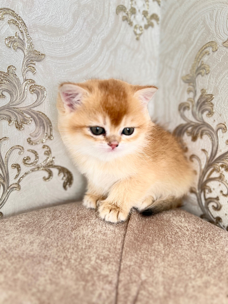 Вислоухий кот шиншилла и британская золотая шиншилла