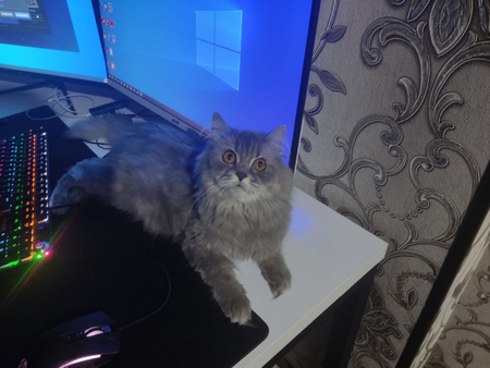 Кошка персидская