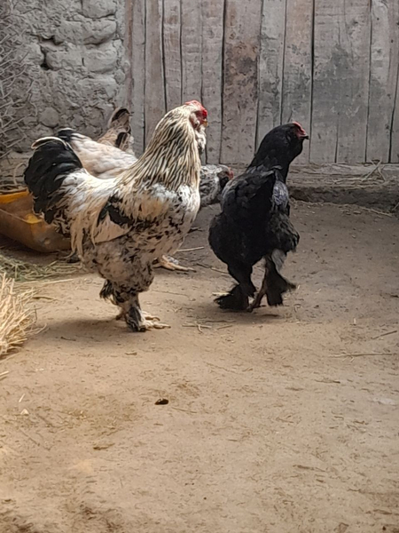Uy parandalari sotiladi