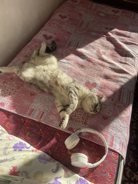 Кот вязка