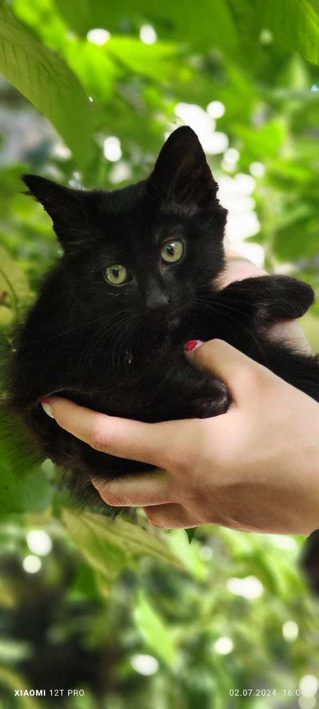 Котёнок, мальчик, 2 месяца