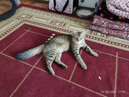 Отдам кошек и котят в хорошие руки, хозяева ушли кошек оставили(