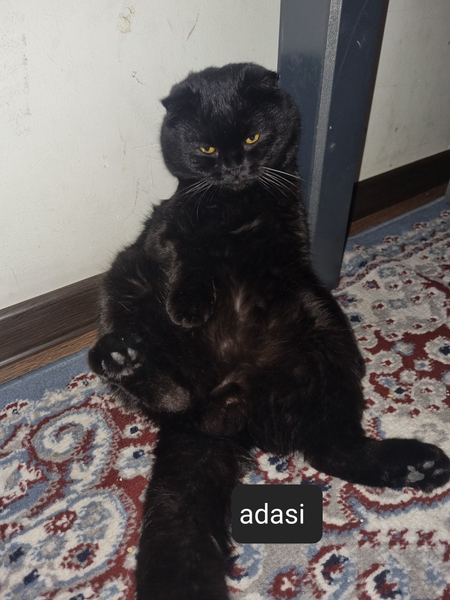 Mushuk bolalari sotiladi 2 oylik