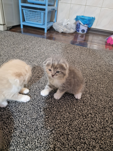 Шотландские котята