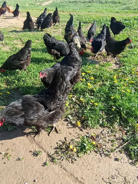 Tovuqlar soni 85 ta xoʻrozlari 7 ta hammasi sogʻlom