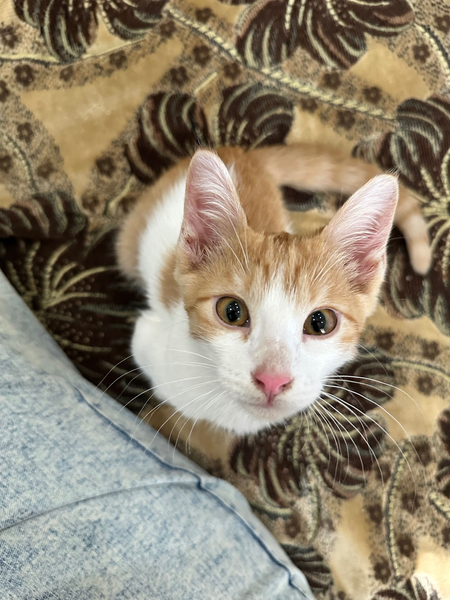 Срочно котёнок ищет дом