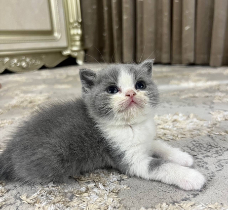 Котята порода (британ )