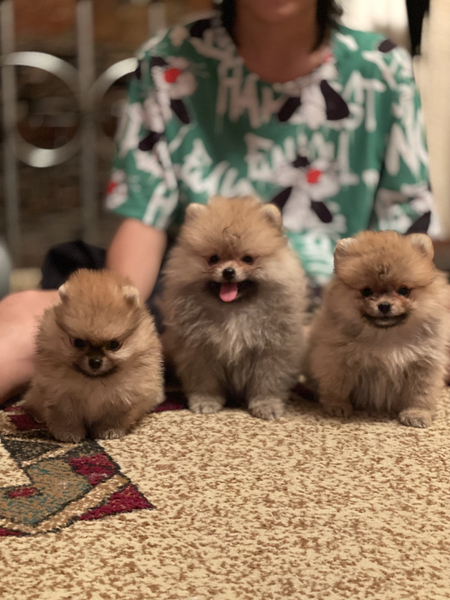 Померанский шпицы