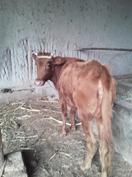 5..Oylik bug\\\'oz g\\\'unojin sotiladi. Buxoro jondor.