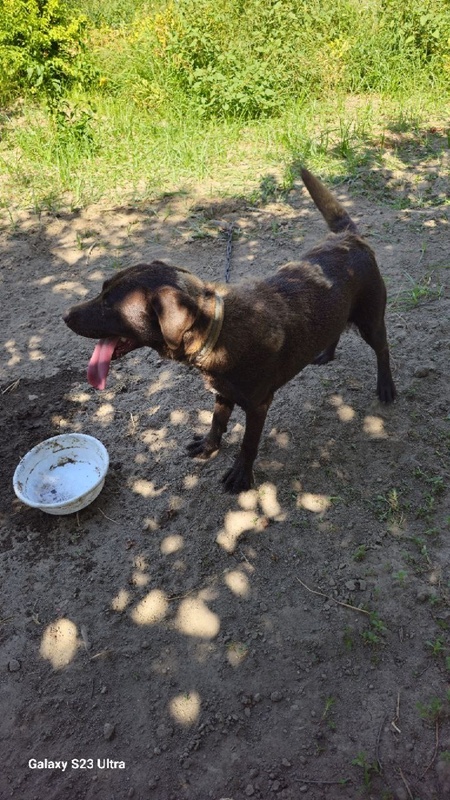 Labrador 1 yillik