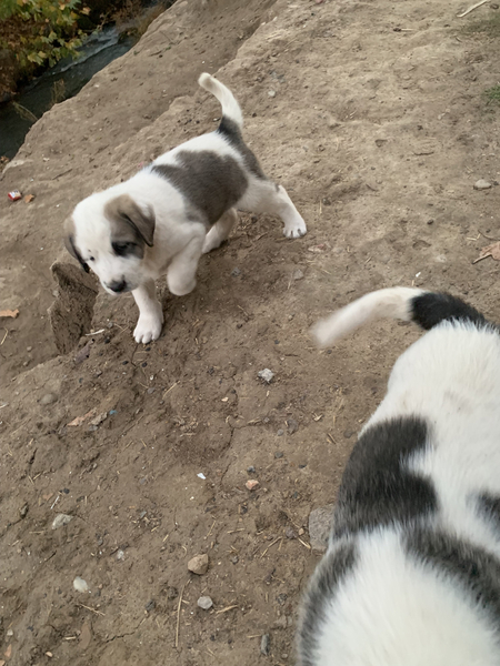 Alabay kucuk ….