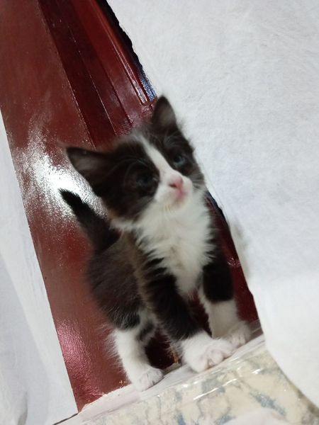 Котята. Бесплатно