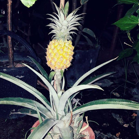 Banan kivi ananas dragon mushmula limon apilsin mandarin