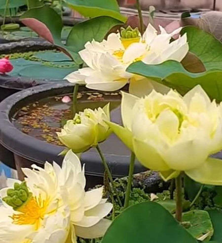 Лотосы, водяные цветы.