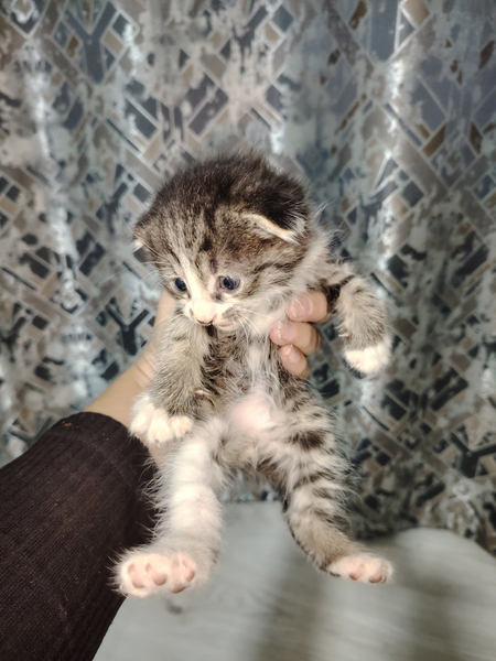 Вислоухий котёнок