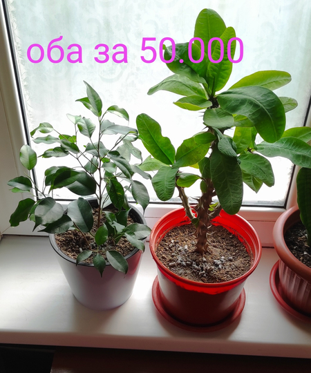 Продам свои комнатные цветы не дорого