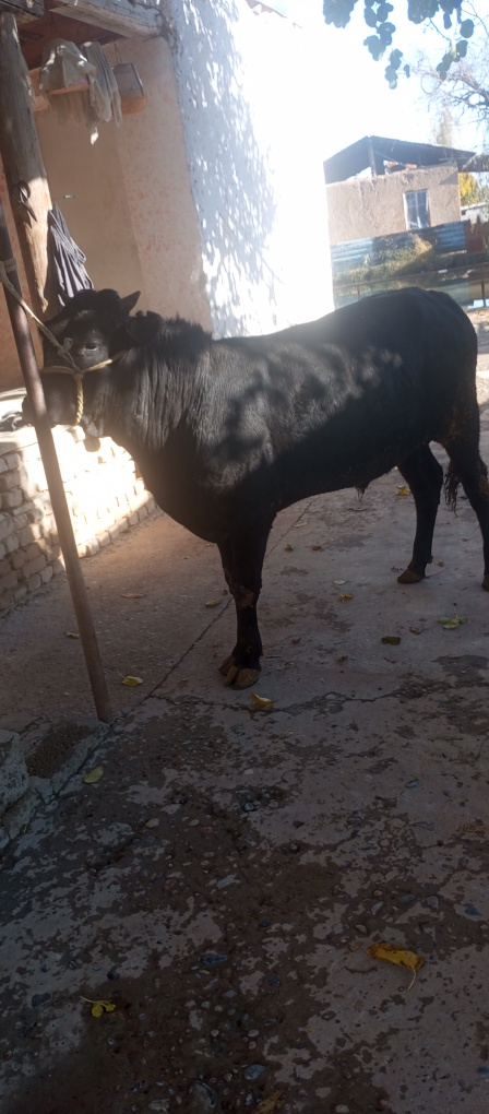 Buqa sotiladi nazarbeda