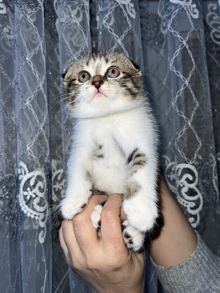 Котята скоттиш фолд