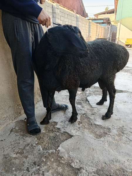 Quy soʻzladi toza zotor quy