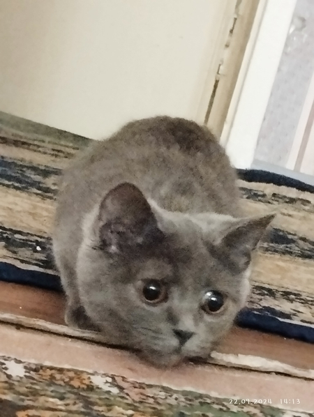 Продам срочно!! Скотиш страйт!!
