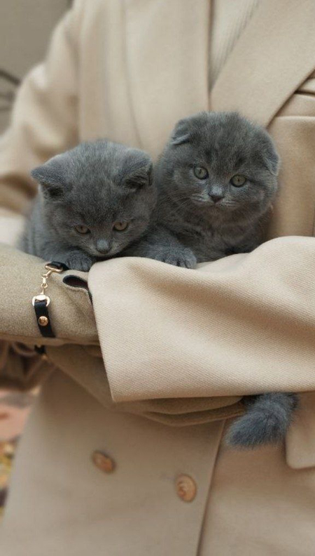 Кошка, пародистый кошки, скоттиш фолд, british blue, shinshila