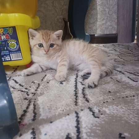 Срочно продаются котята британские золотые шиншиллы