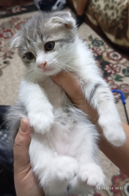 Продаются котята