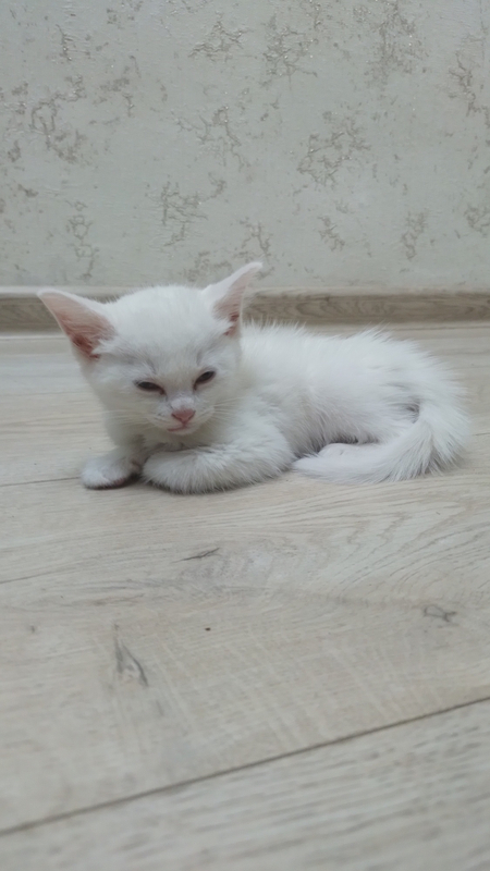 2 oylik mushuk bolasi