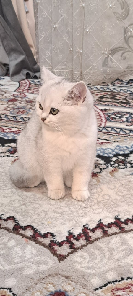 Британский Шиншила