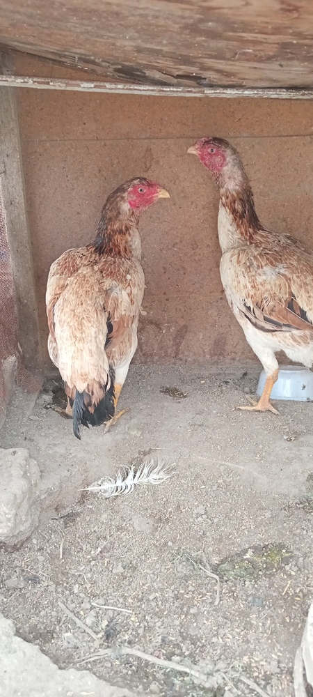 Kulangi dakang tezda sotiladi tuxumda kurk xam buladi turk kulangi bn