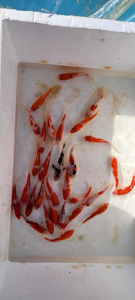японский карп 15 22 см кои , коя , koi koya sotiladi