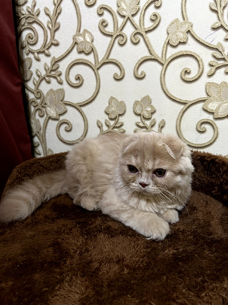 Котёнок Фолд продается