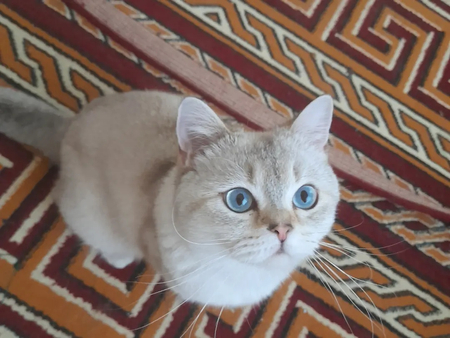 Mushukcha sotiladi .Skotish strayt soglom emlangan Ota onasini rasmi h