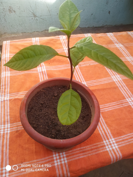 Продам деревья и кустарники
