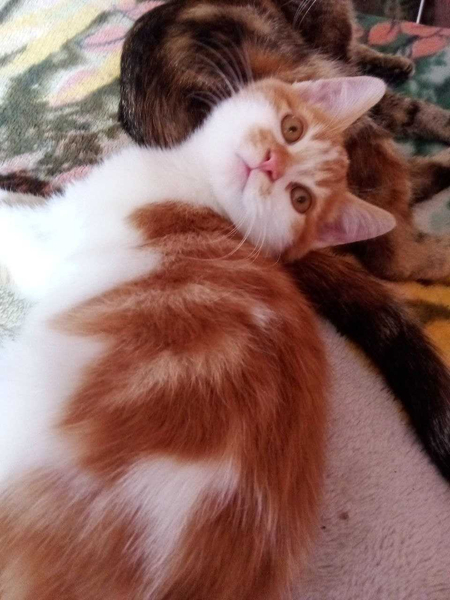 Отдам котят в добрые руки