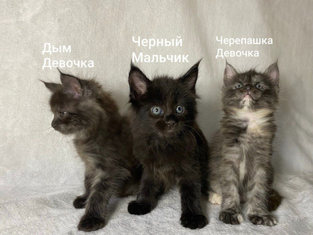 Мэйн кун продаю котят