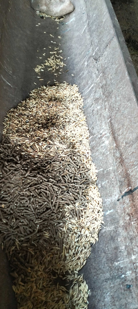 Quchqorlar Кучкорлар